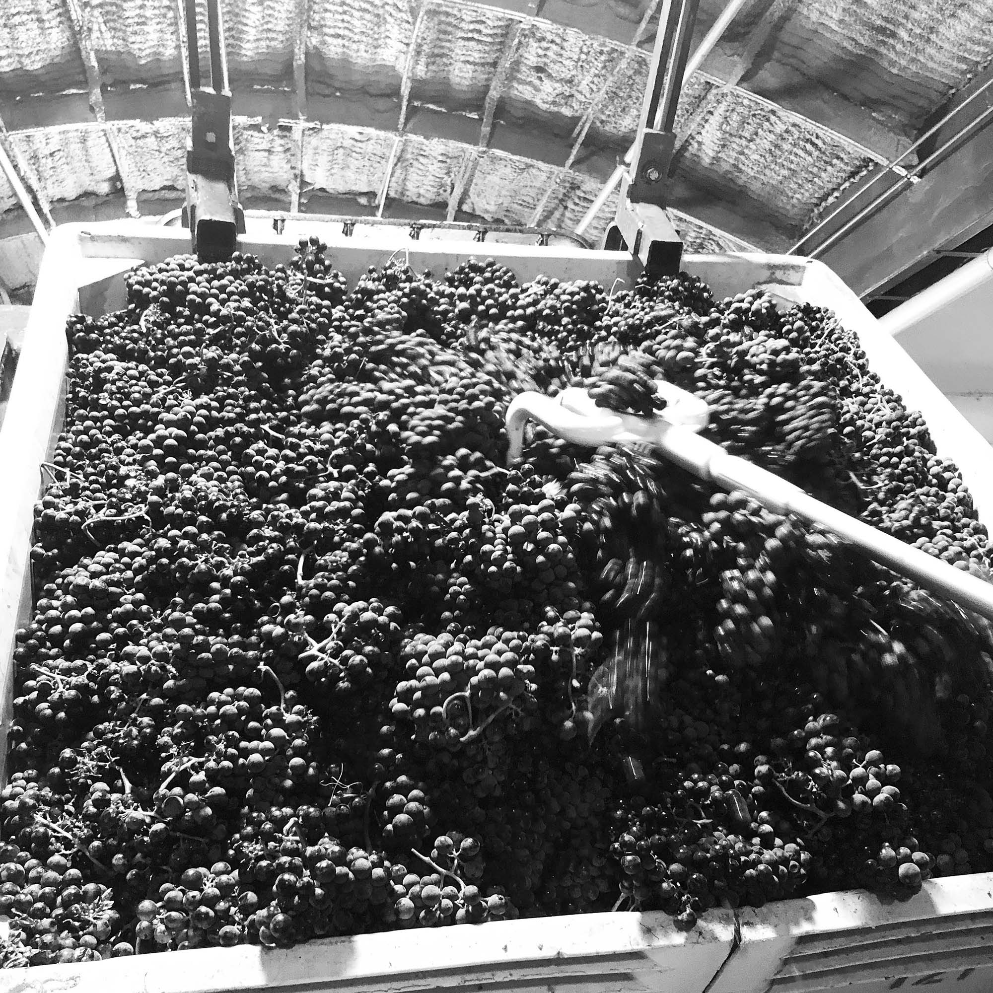 The Story - CrossHatch Winery | Co-fermented Wines